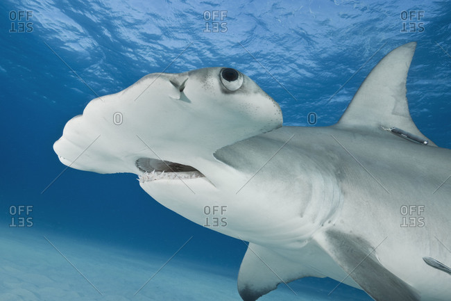 Great Hammerhead Shark. Gray tag at base of dorsal fin. This acoustic ...