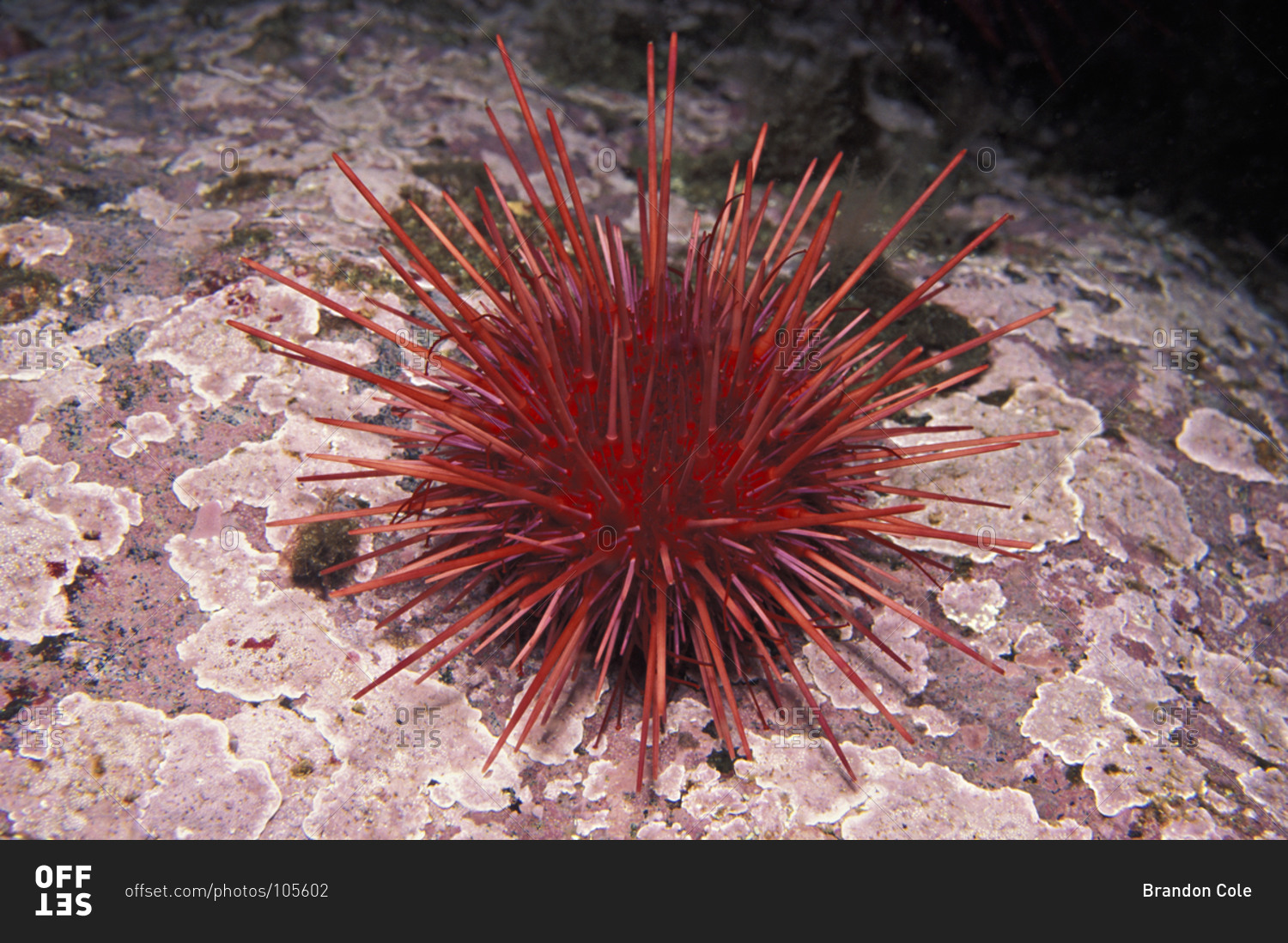 One large Red Sea Urchin (Stronglyocentrotus franciscanus). stock photo ...