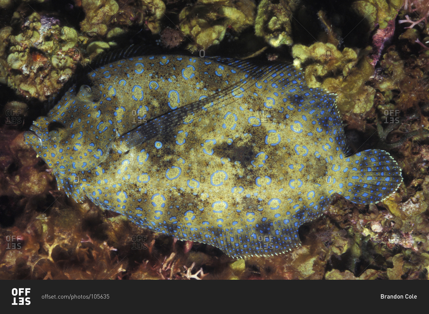 Peacock Flounder