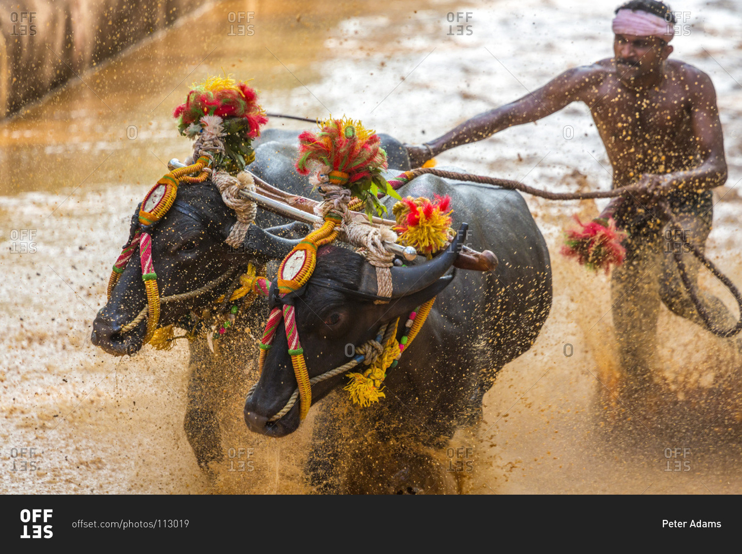 Kerala, India - December 14, 2013: Man at a traditional buffalo racing ...