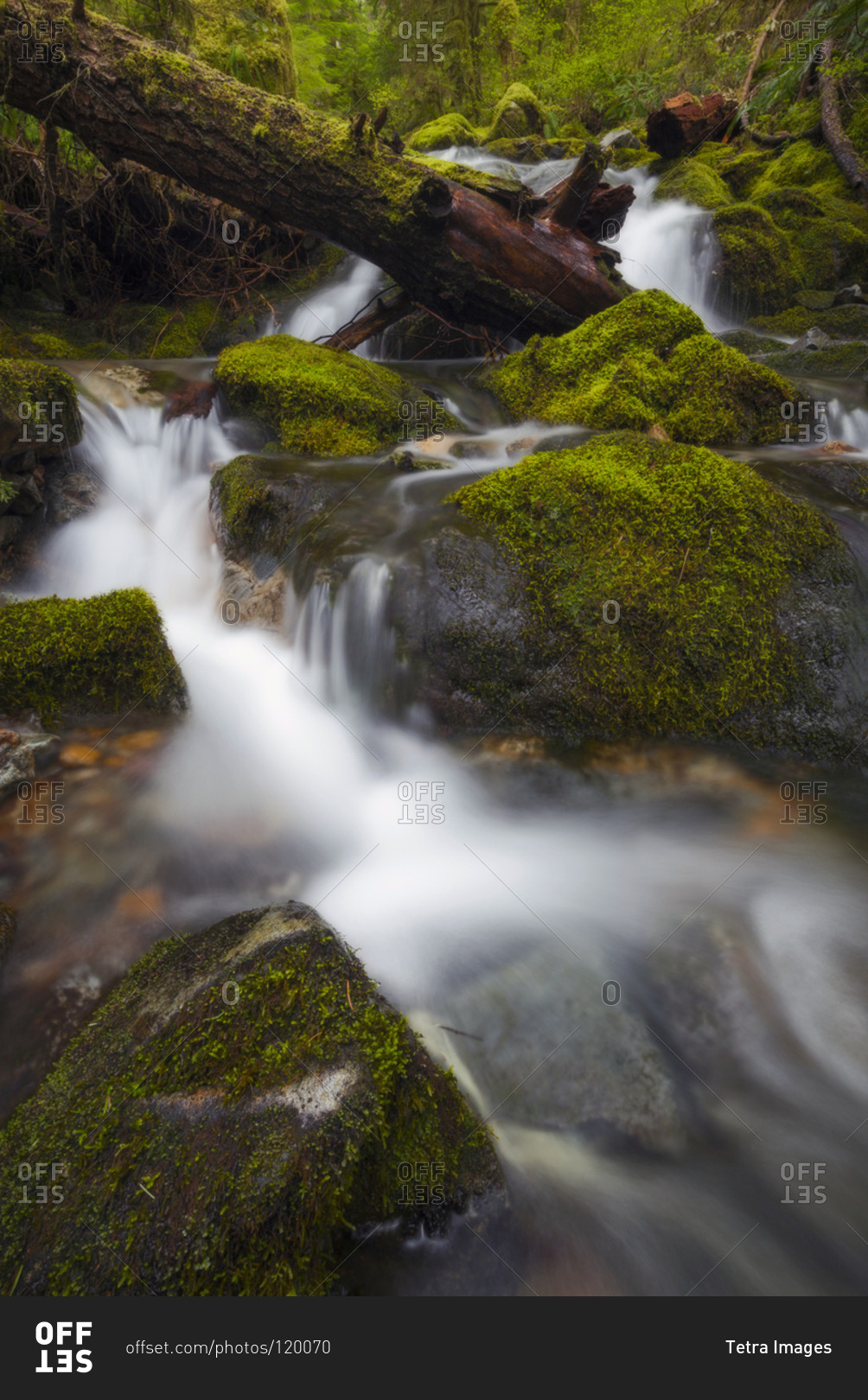 Stream in forest - Offset Collection stock photo - OFFSET