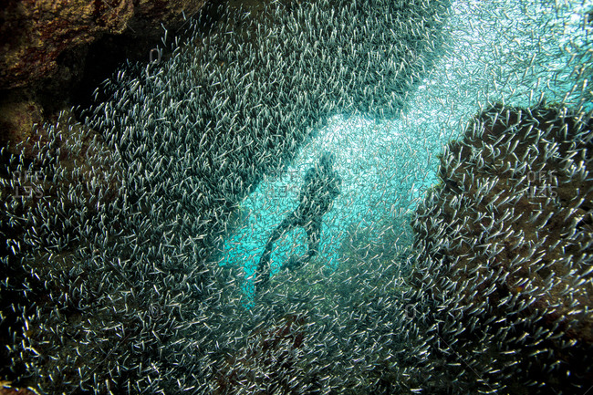 School Of Minnows