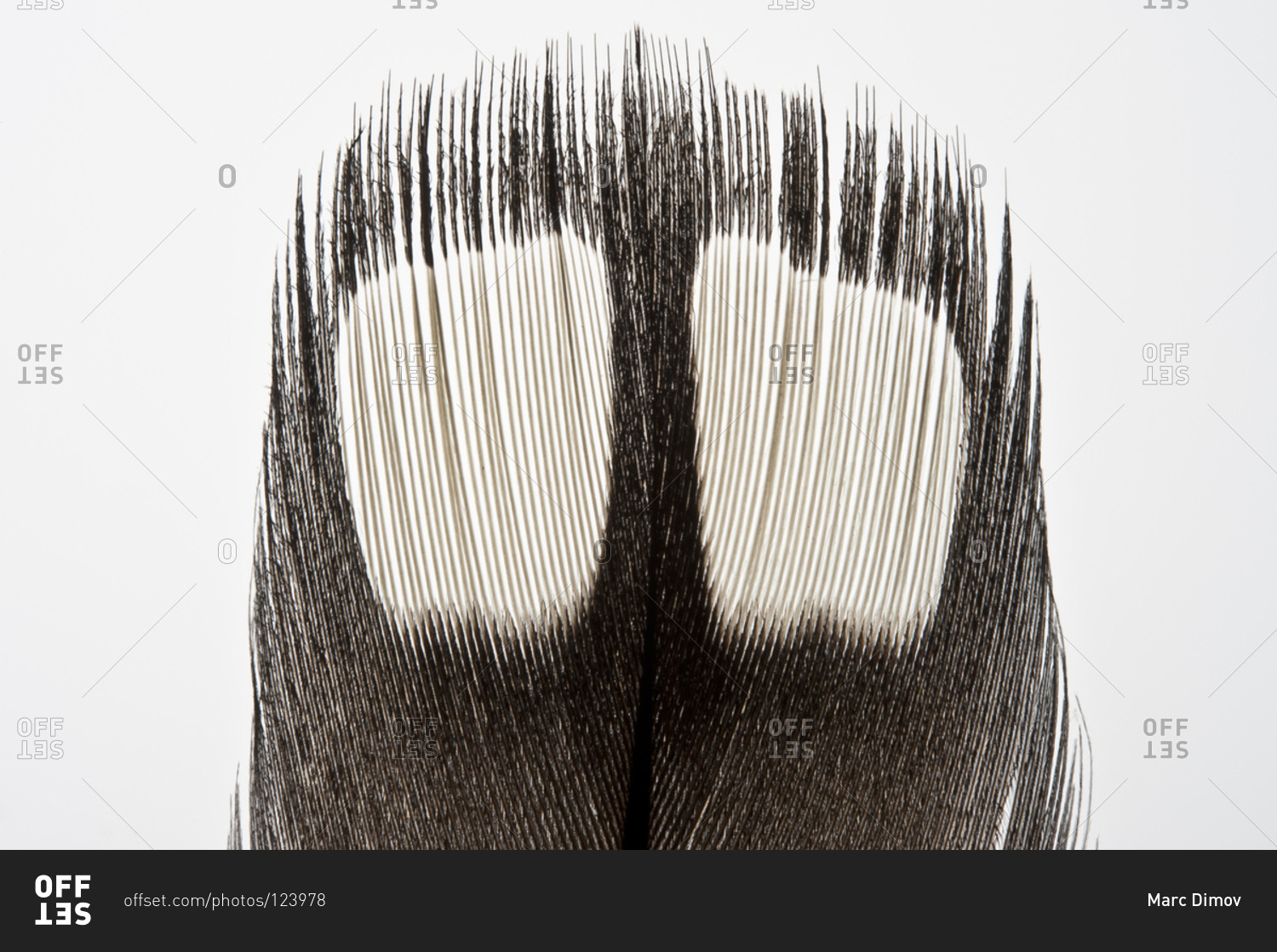 A feather of The Great Northern Loon, Great Northern Diver, or Common ...