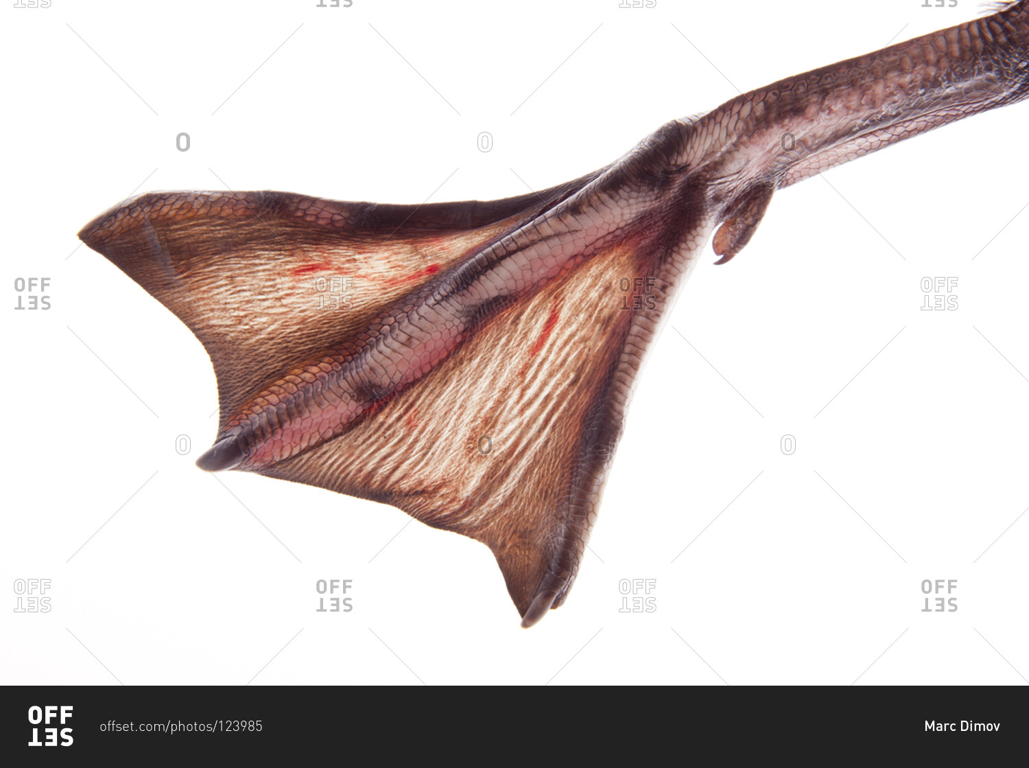 The webbed foot of The Great Northern Loon, Great Northern Diver, or ...