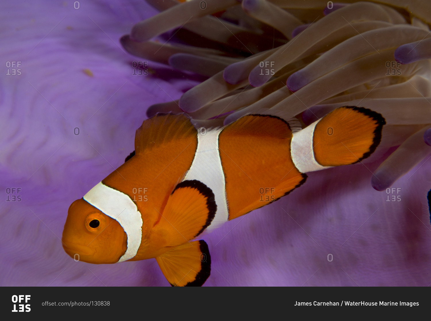 Close Up Clownfish