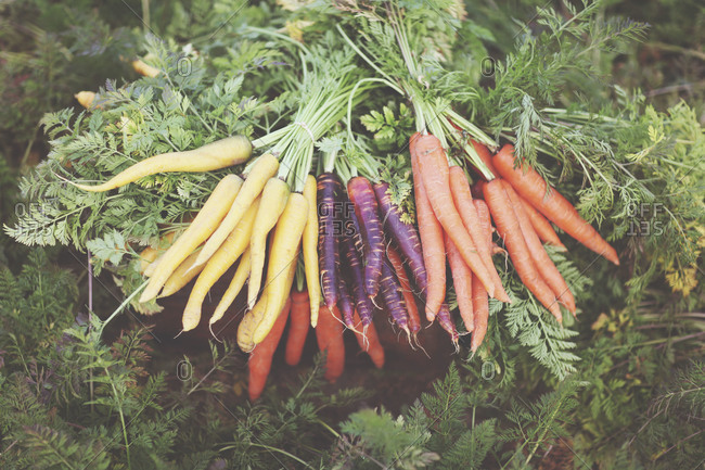 Bundle of organic carrots in different color stock photo - OFFSET