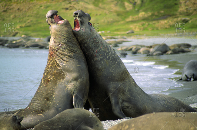 Walruses fighting from the Offset Collection stock photo - OFFSET