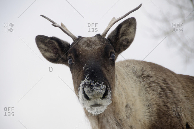 Canadian Caribou Face