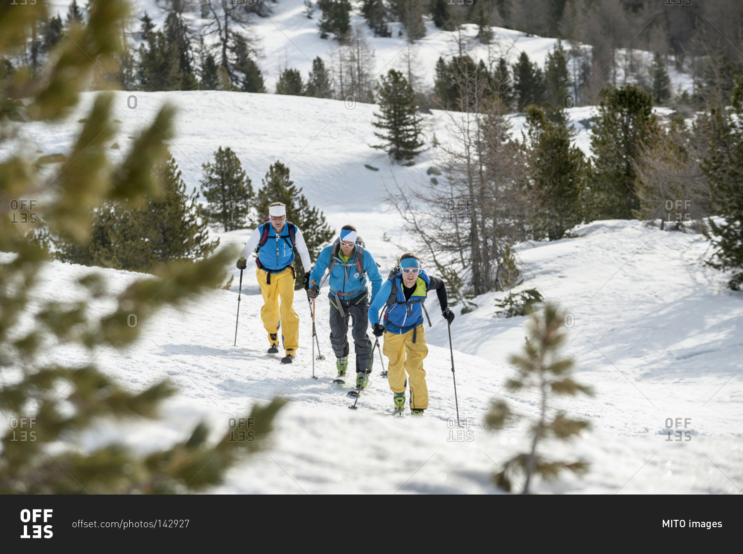 Three skiers cross-country skiing snow trees - Stock Image - Everypixel