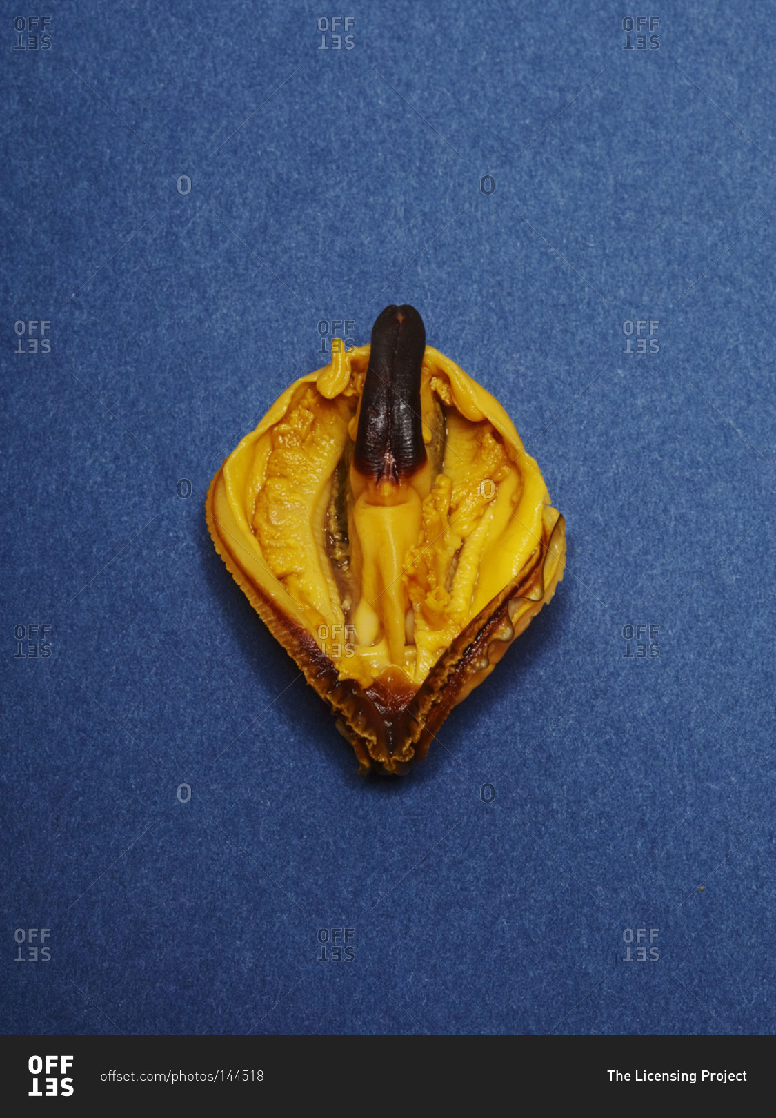 Studio shot of a tahong stock photo - OFFSET