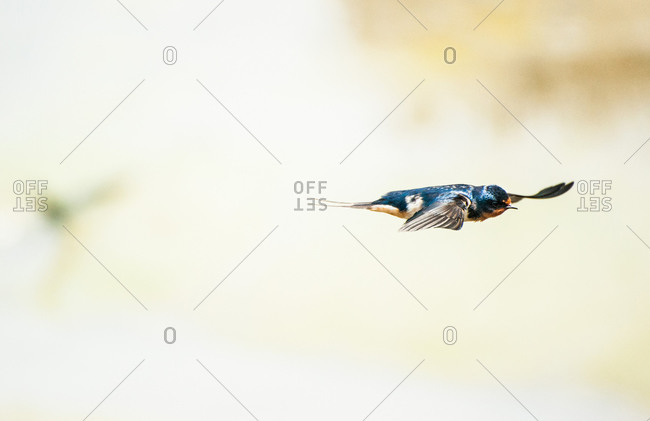 Songbird In Flight Silhouette