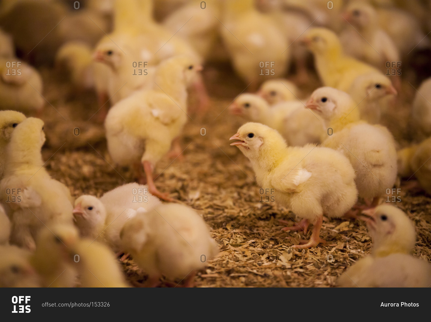 A brood of chicks walking the floor of a poultry barn in British ...