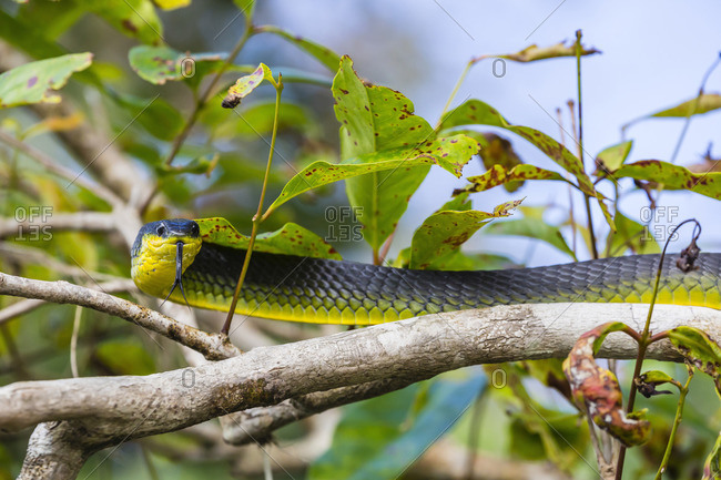 An adult Australian tree snake in the Daintree rain forest stock photo ...