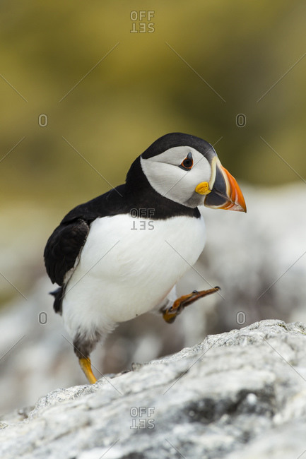 Puffin Bird Walking