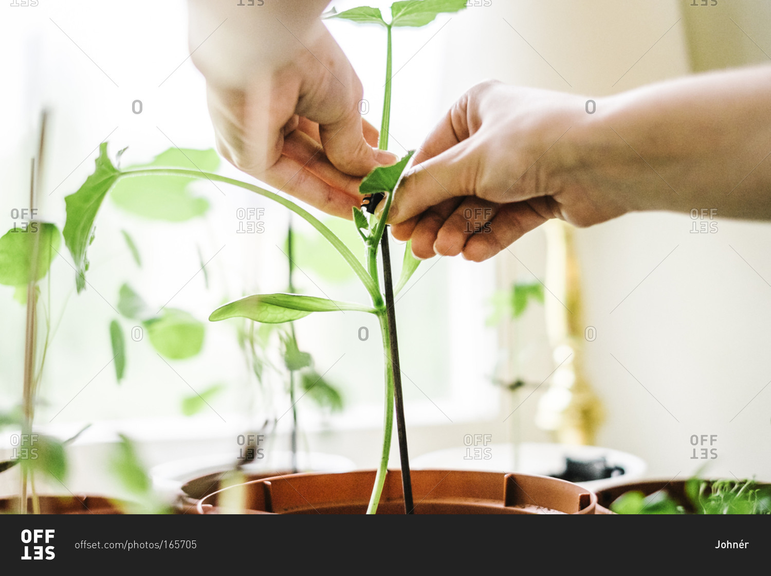 Hands tying plant - Offset Collection stock photo - OFFSET