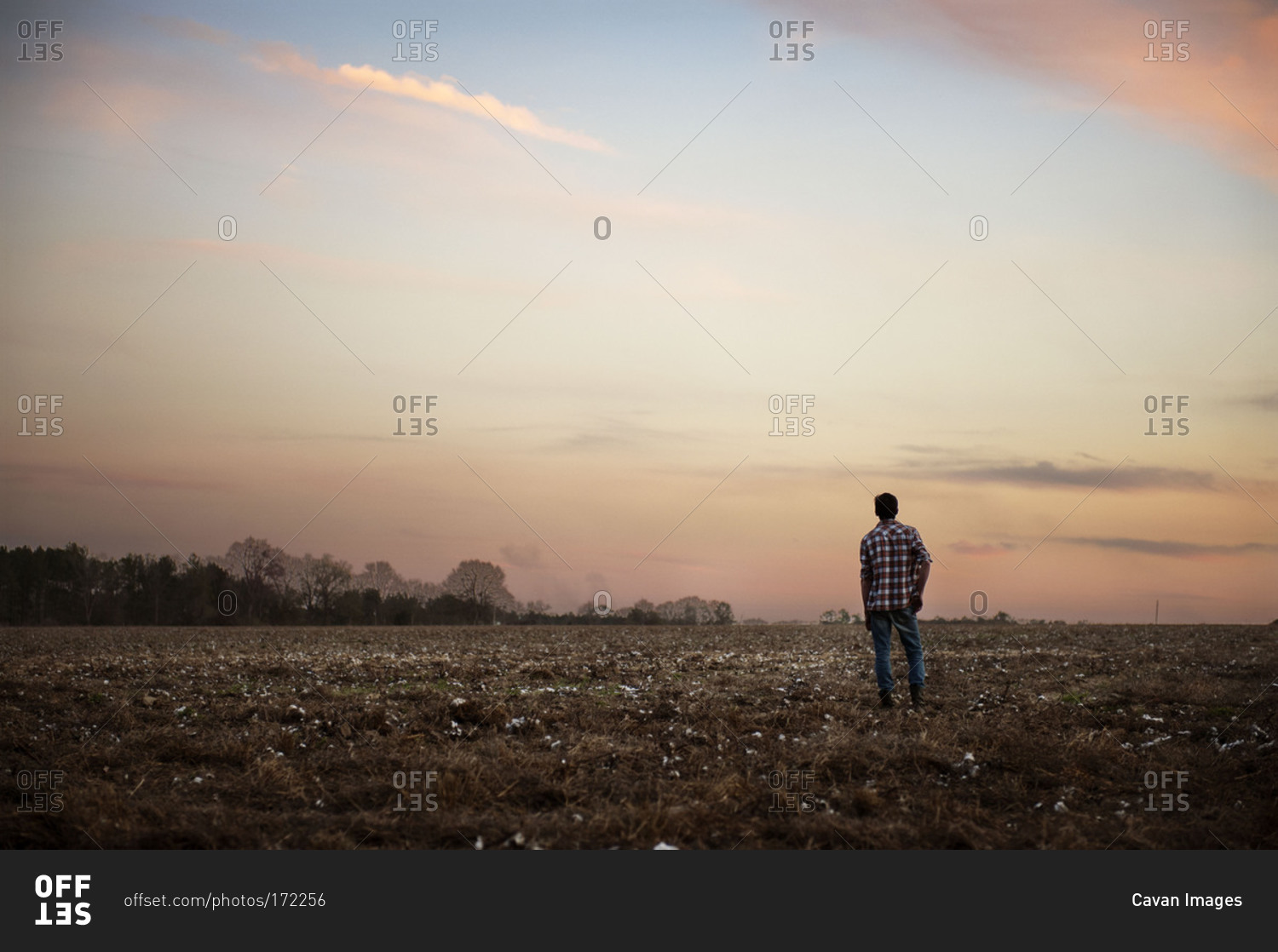 Back view of man standing in a cotton field at sunset - Stock Image ...