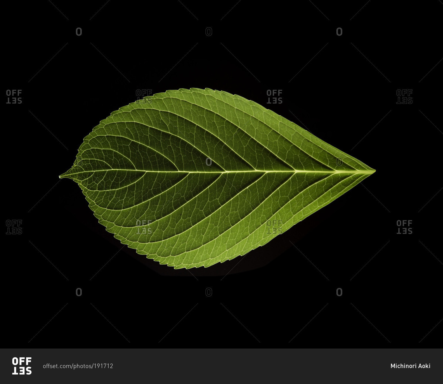 Single Green Leaf