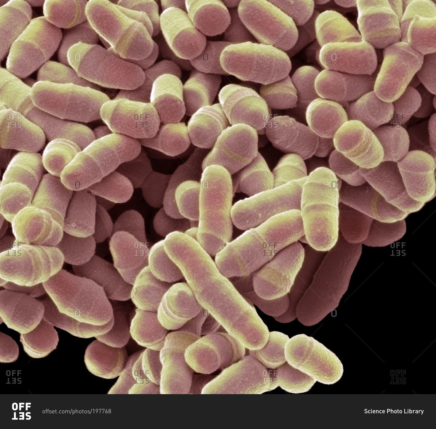 Close up of schizosaccharomyces pombe yeast stock photo - OFFSET