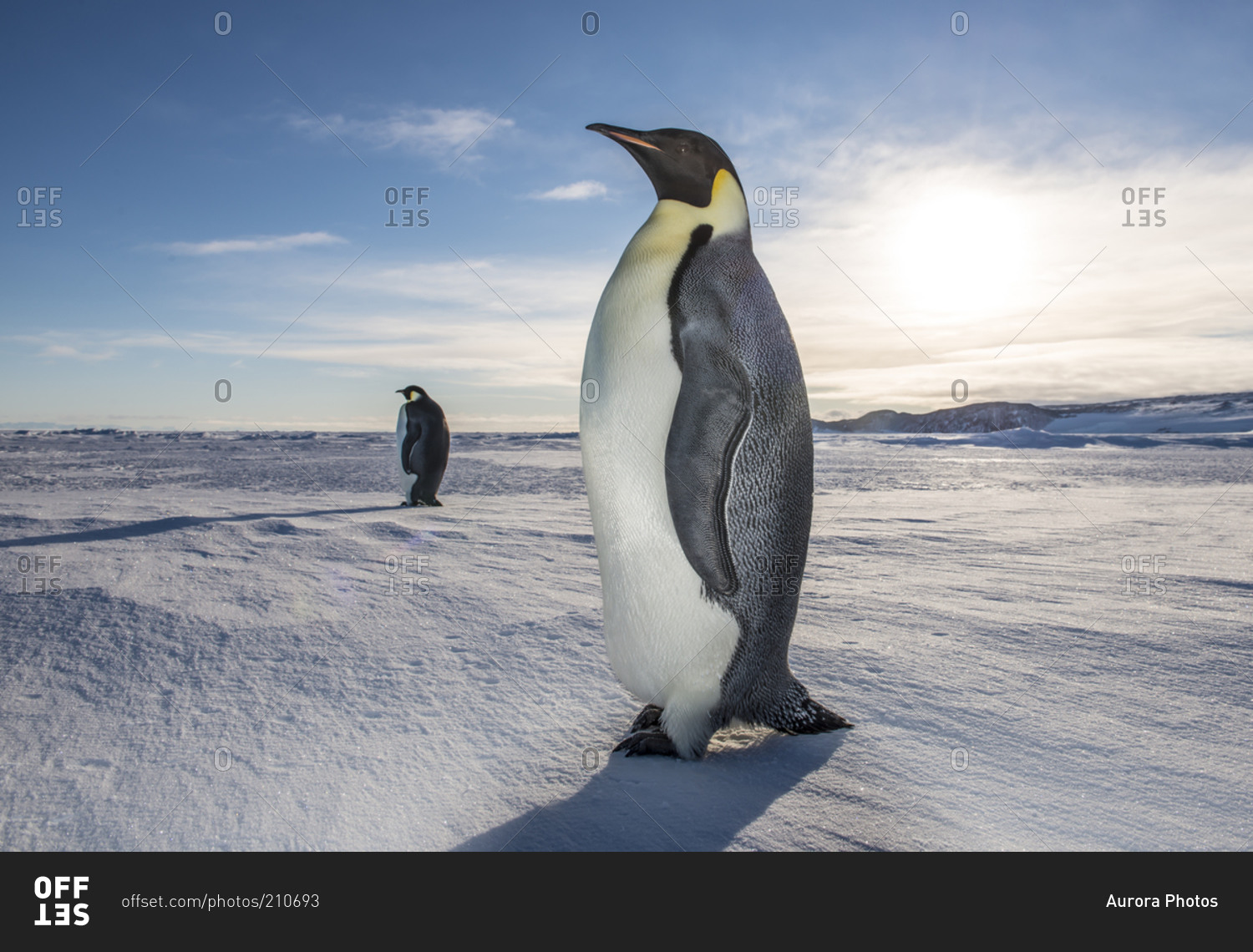 Emperor penguins standing in Antarctica stock photo - OFFSET