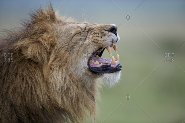 A male lion bares his teeth in the Maasai Mara park in Kenya - Stock ...