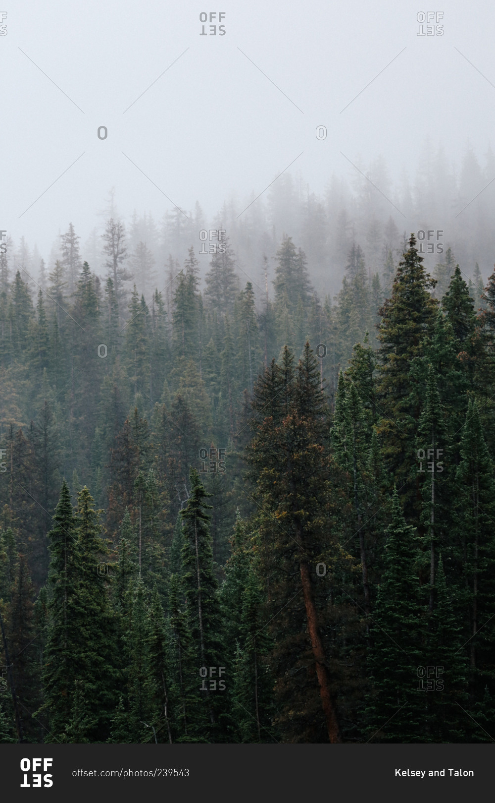 Evergreen Forest