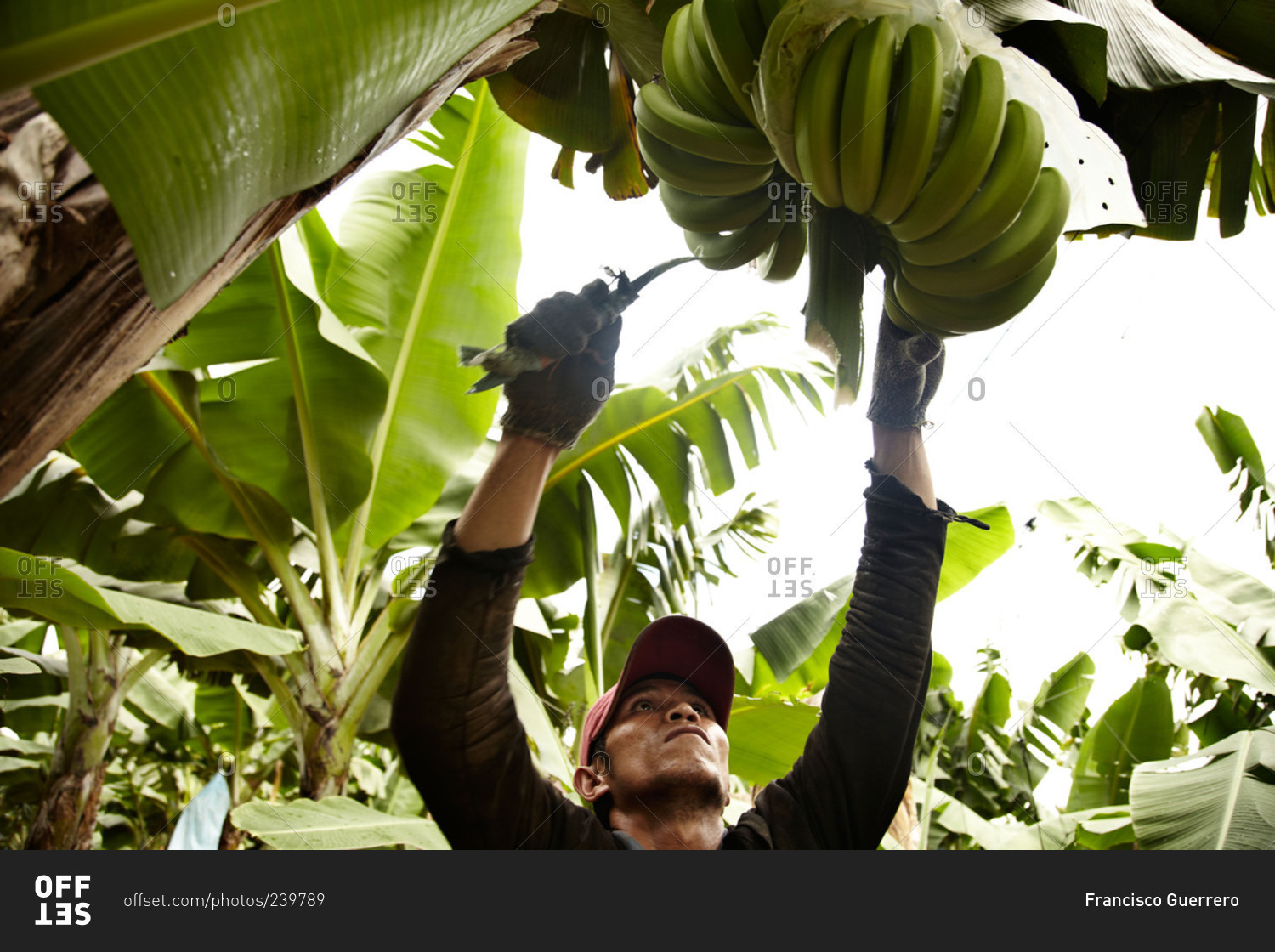 Bukidnon, Philippines - May 18, 2013: Banana plantation worker chopping ...