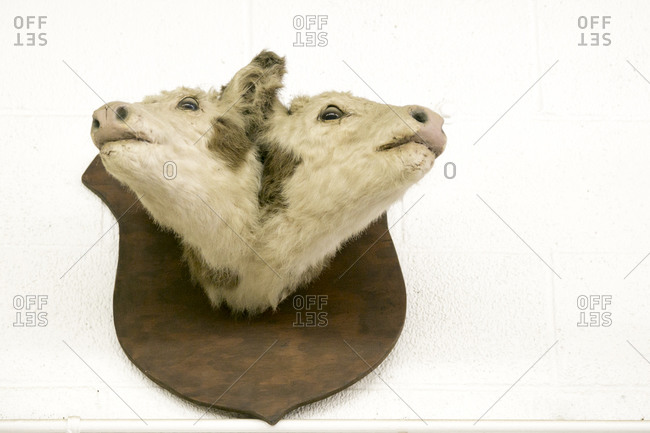 Two Headed Cow Skull
