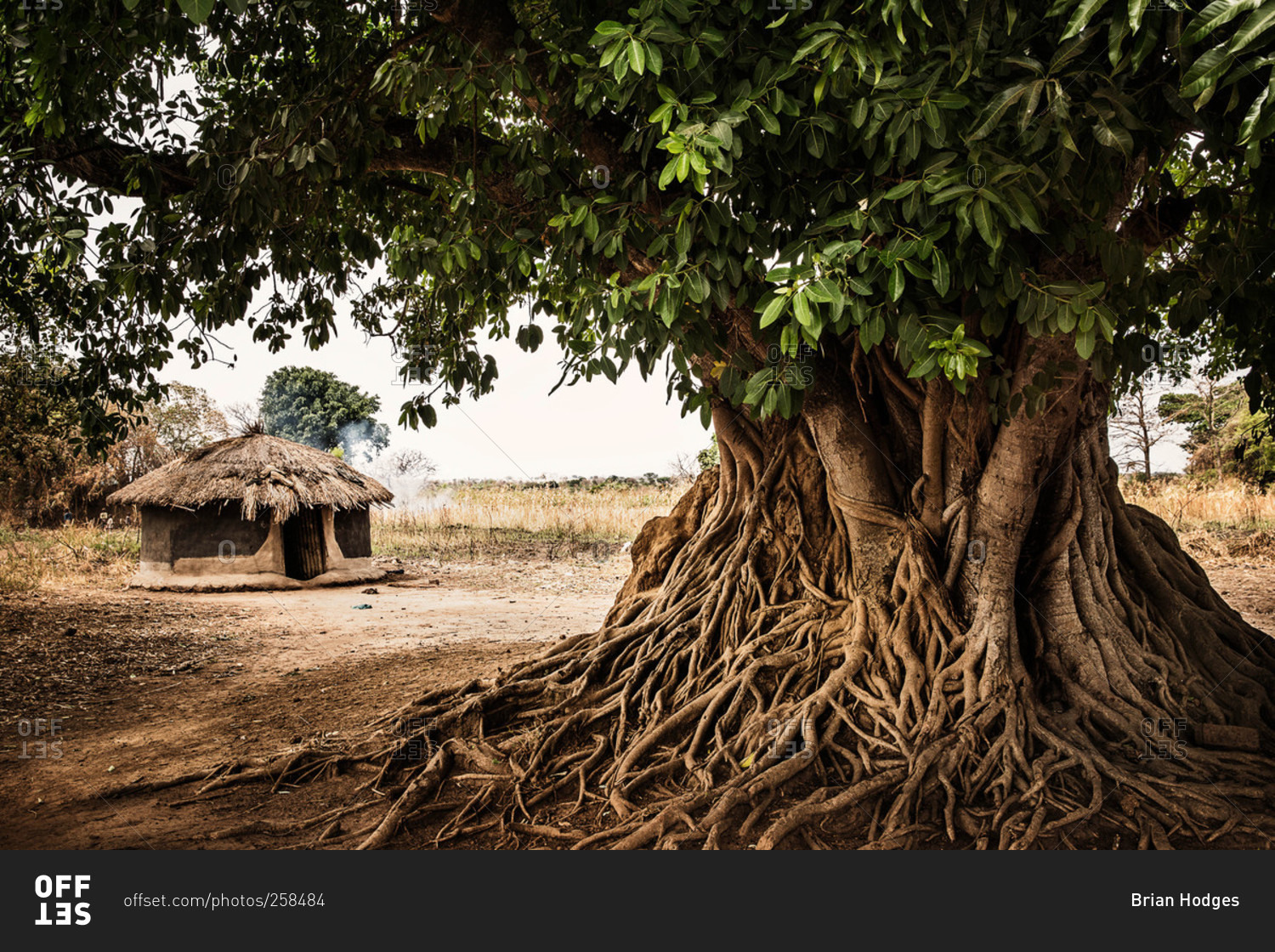 Tree near a traditional hut in a Ugandan village stock photo - OFFSET