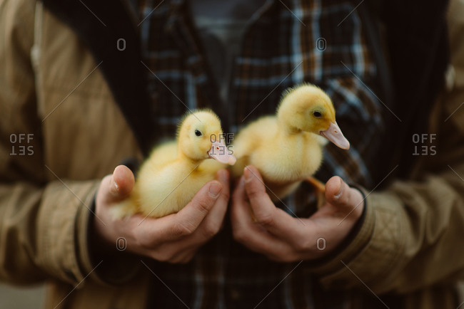 Human And A Baby Duck