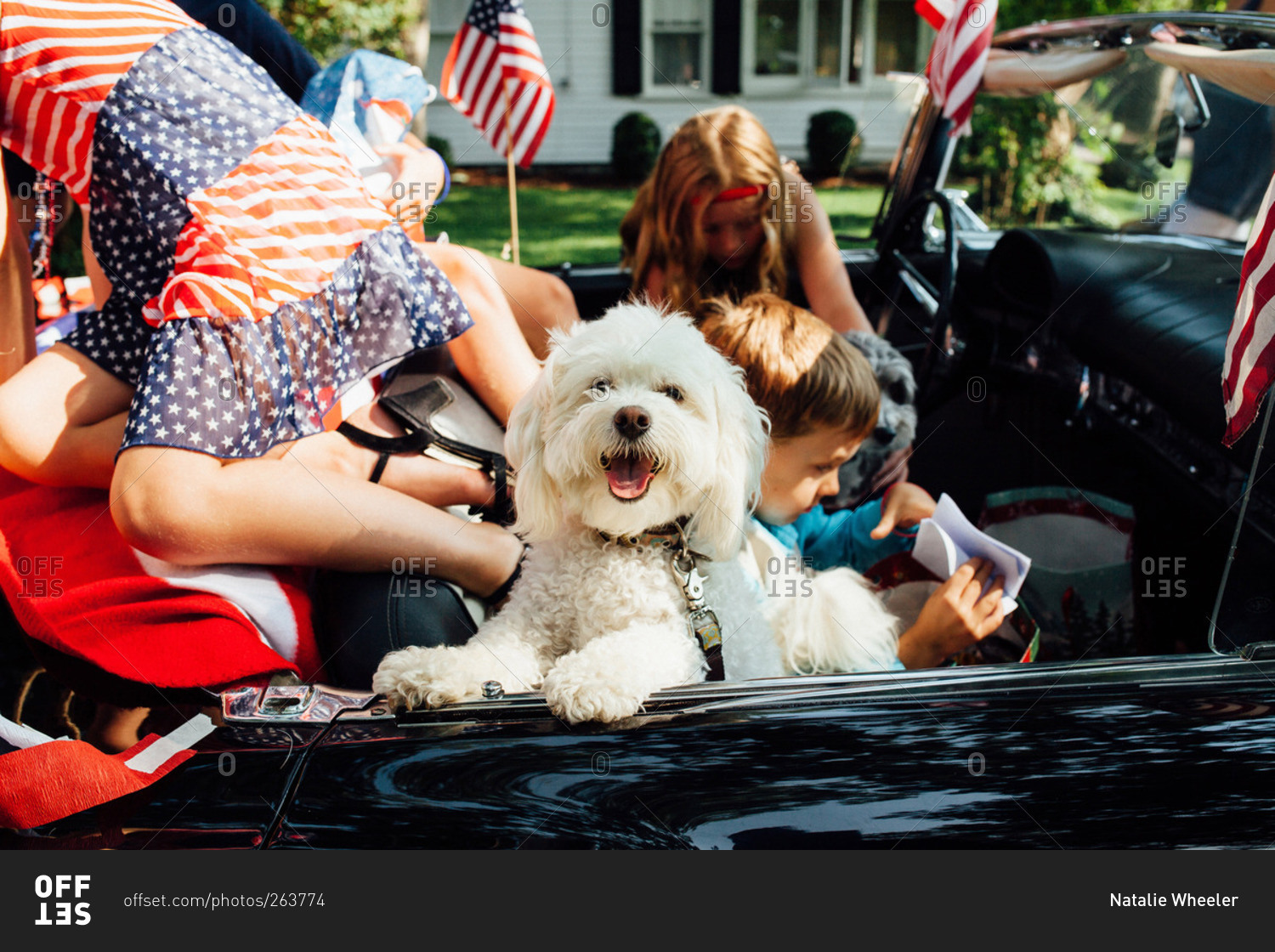 Happy white dog riding with people in a convertible car decorated for ...