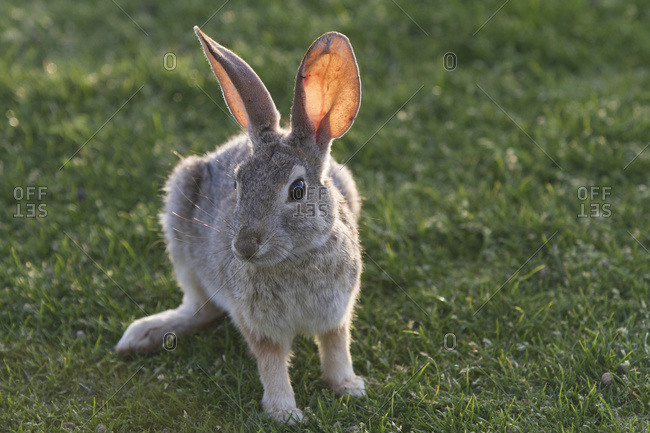 Wild Rabbit Standing