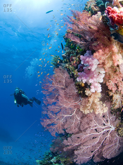 Woman scuba diving - Stock Image - Everypixel