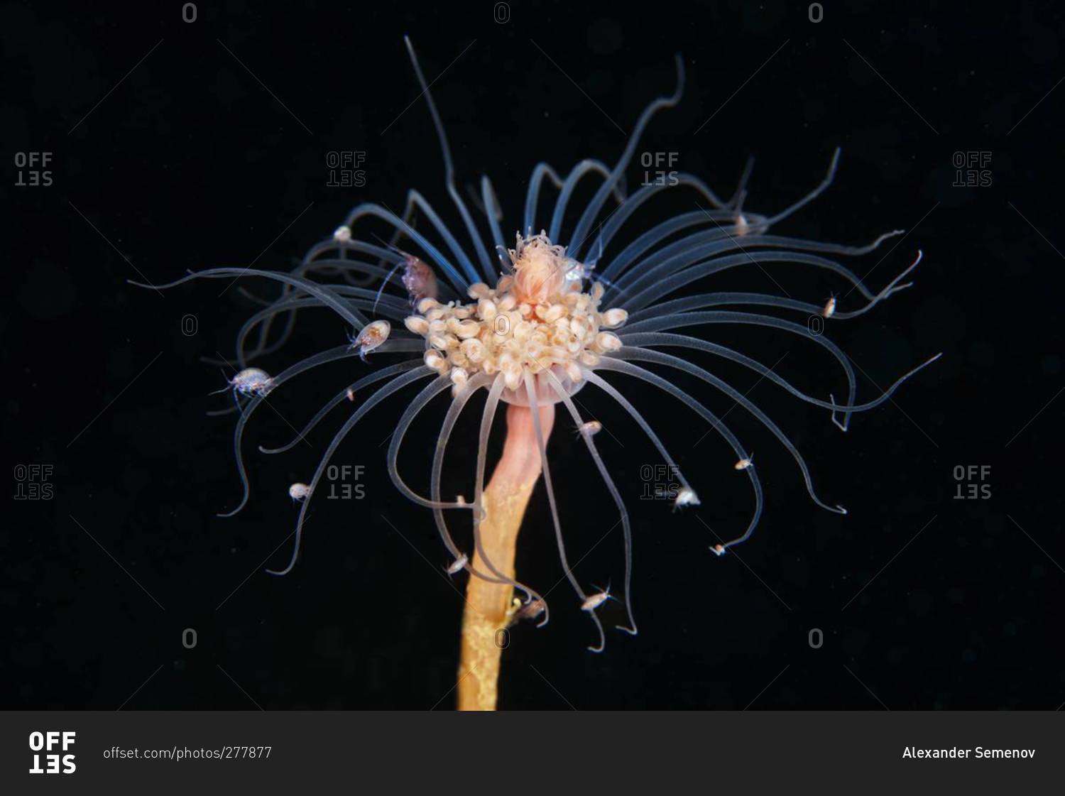 Tubular hydrozoan polyp in ocean stock photo - OFFSET