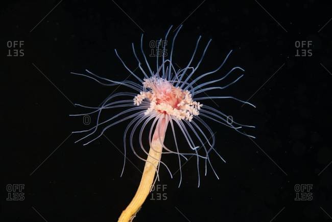 Hydrozoan polyp in the sea stock photo - OFFSET
