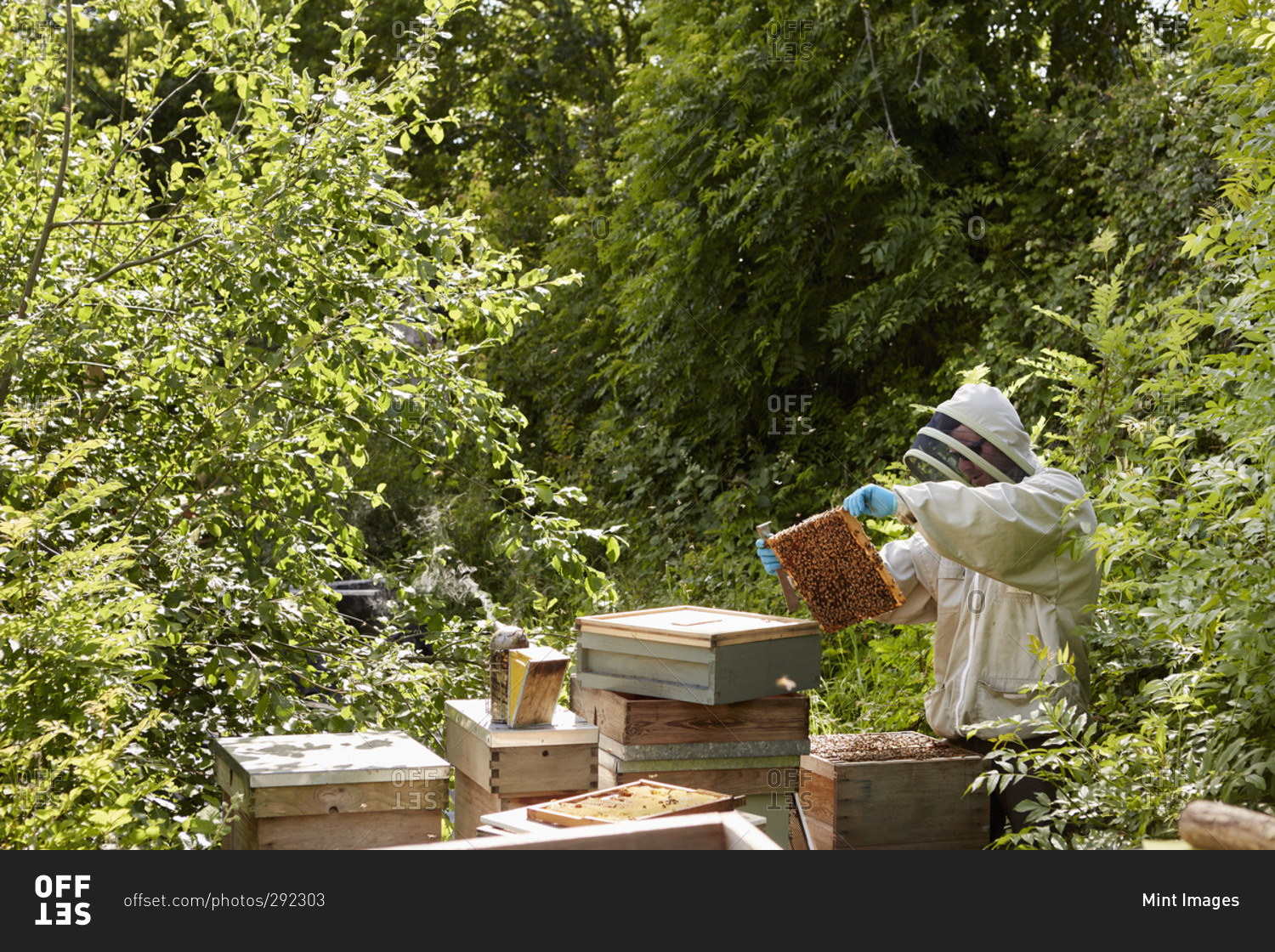 A beekeeper inspecting the bee hives in an allotment garden plot ...