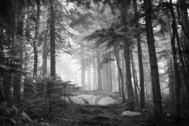 Black And White Forest Fog