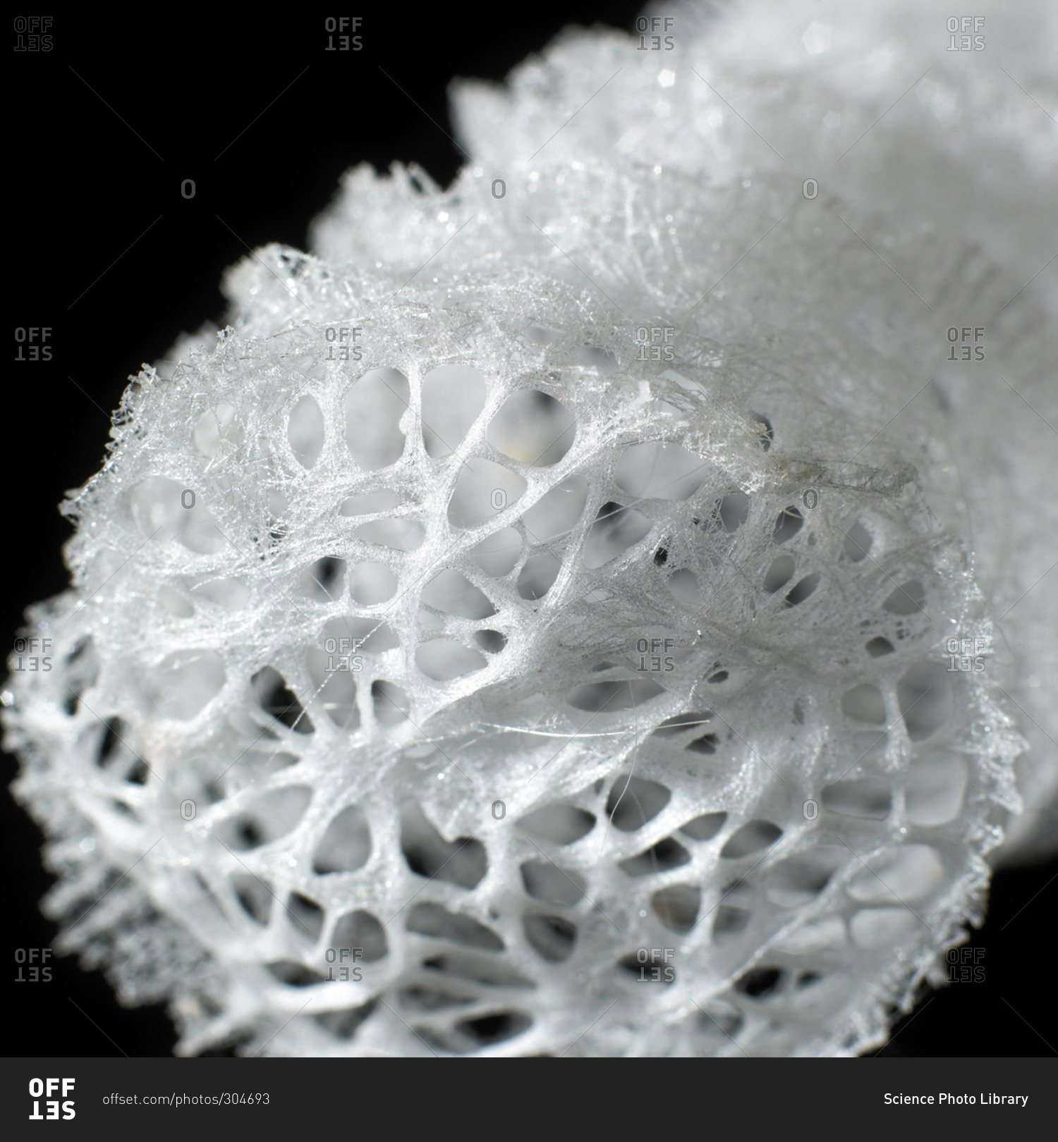 Venus flowerbasket (Euplectella aspergillum) - Offset stock photo - OFFSET