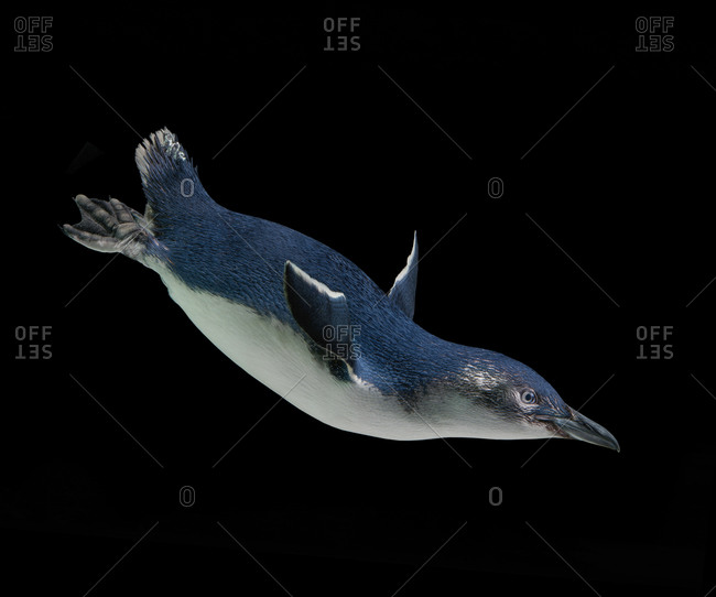 Australian fairy penguin floating in water stock photo - OFFSET