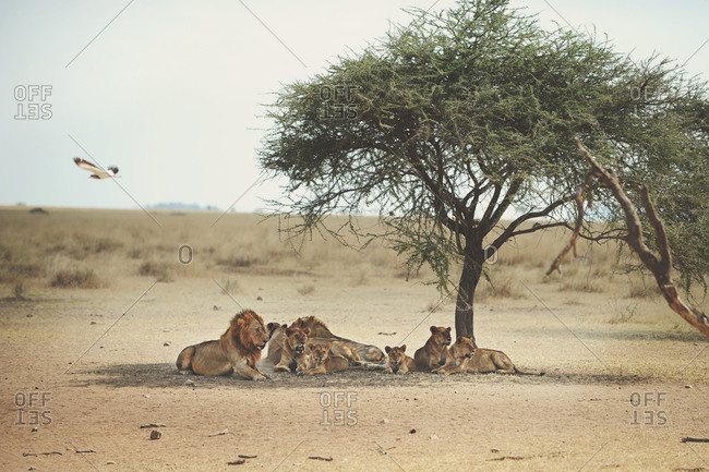 Lion pride resting under shade trees in the Serengeti stock photo - OFFSET