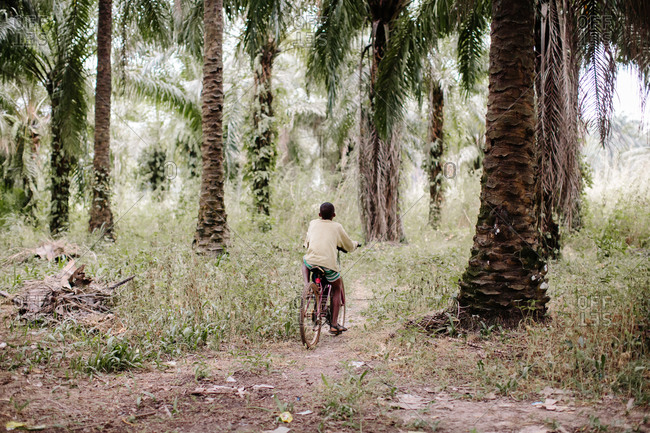 Person riding a bicycle on a dirt path beneath palm trees in the ...
