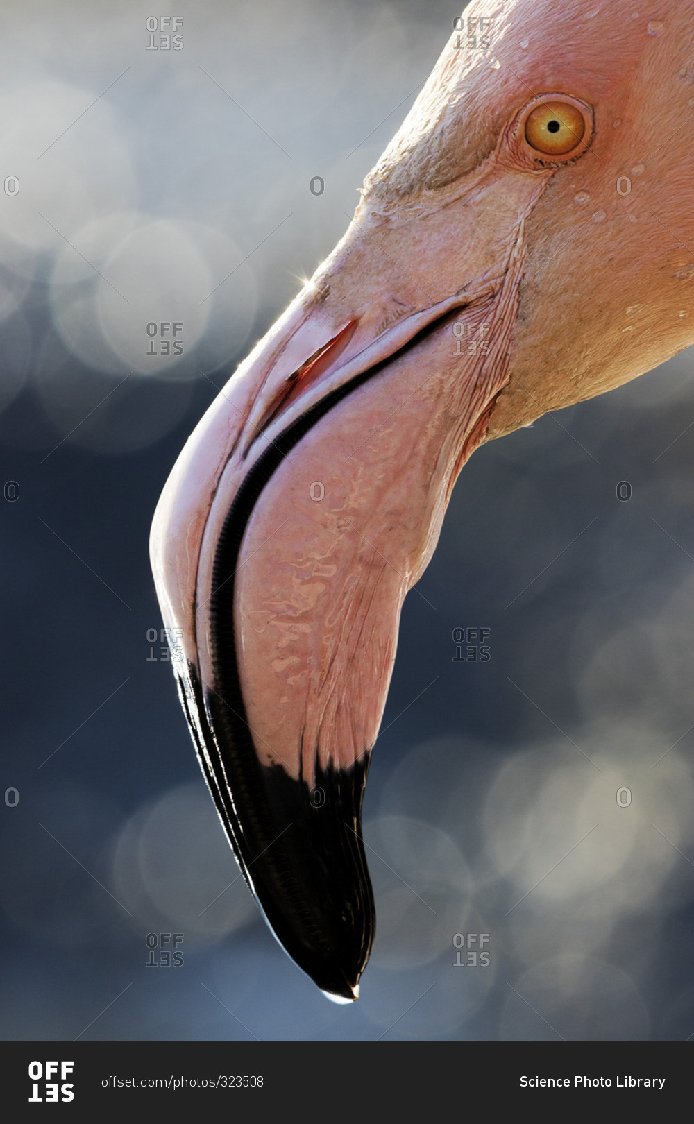 Close-up of a greater flamingo beak stock photo - OFFSET