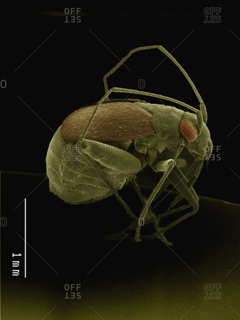 SEM of small insect (Hemiptera) - Stock Image - Everypixel