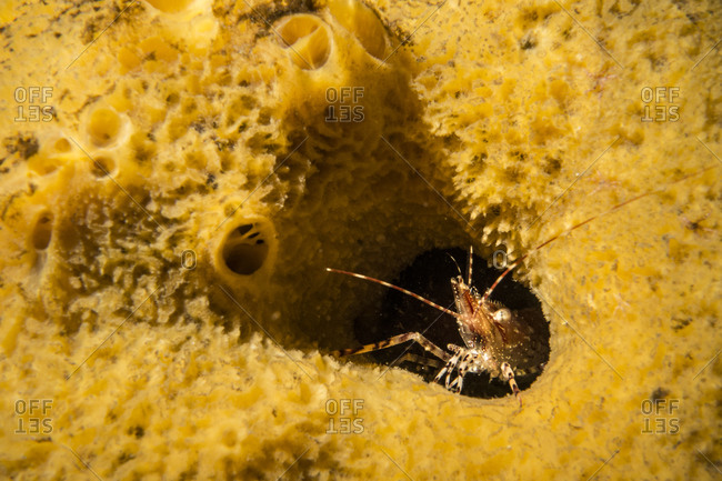 A shrimp on sea sponge stock photo - OFFSET