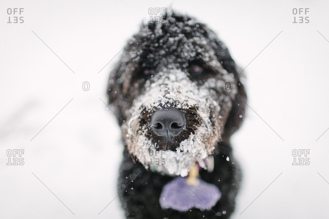 Do Portuguese Water Dogs Like Snow