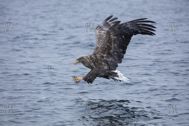 Golden Eagle Catching Fish