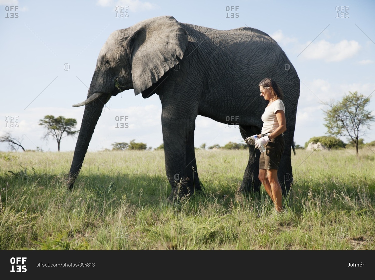 African Bush Elephant Next To Person
