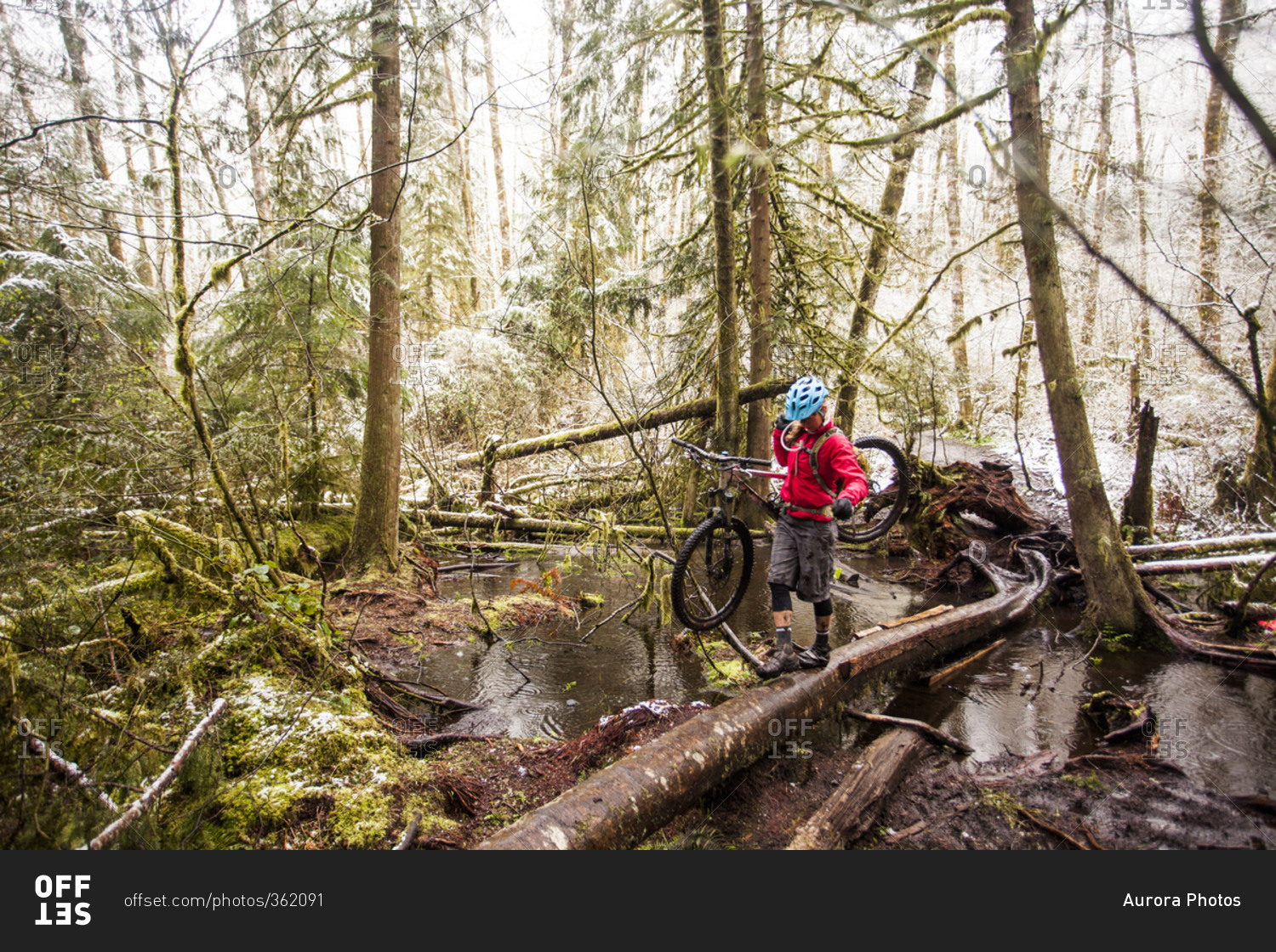 A woman carrying her mountain bike over a forest stream on a rainy day ...