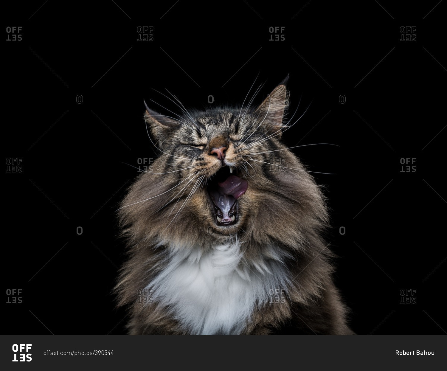 Cat Side Profile Yawning