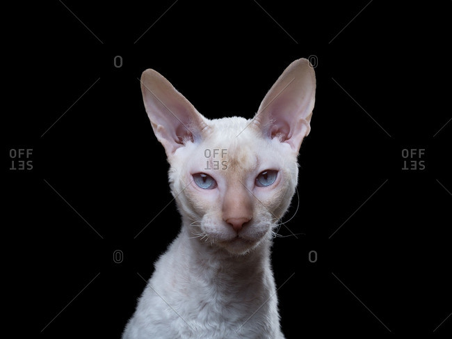 White Cornish Rex