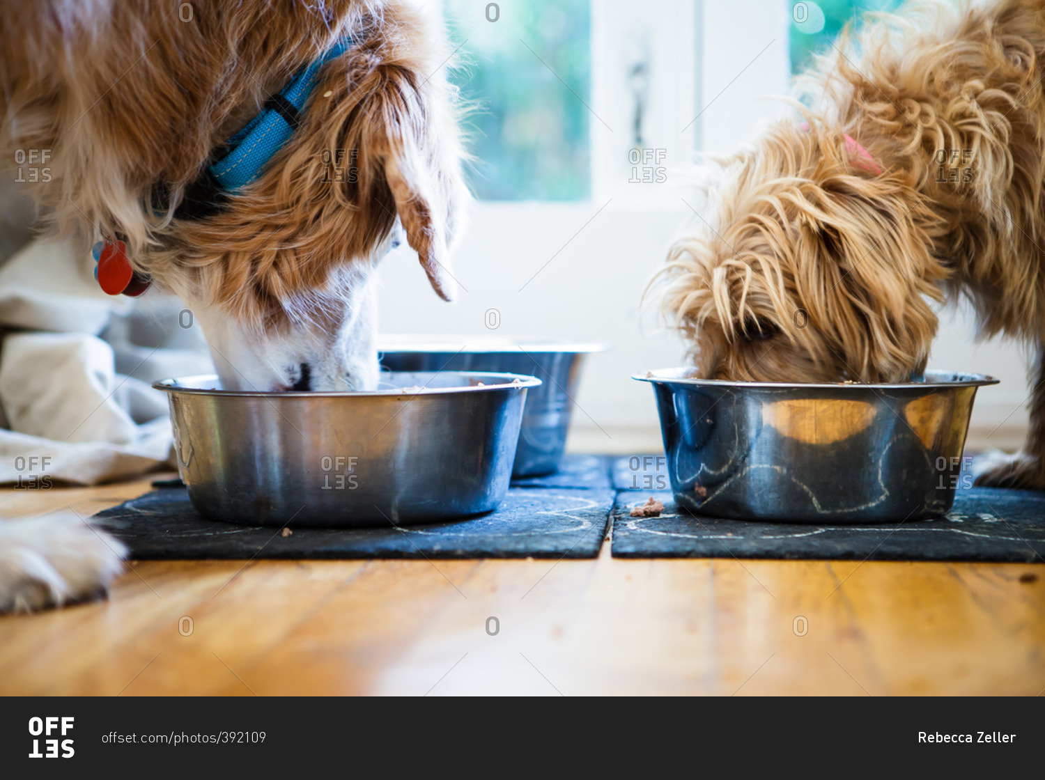 Can Two Dogs Share A Food Bowl